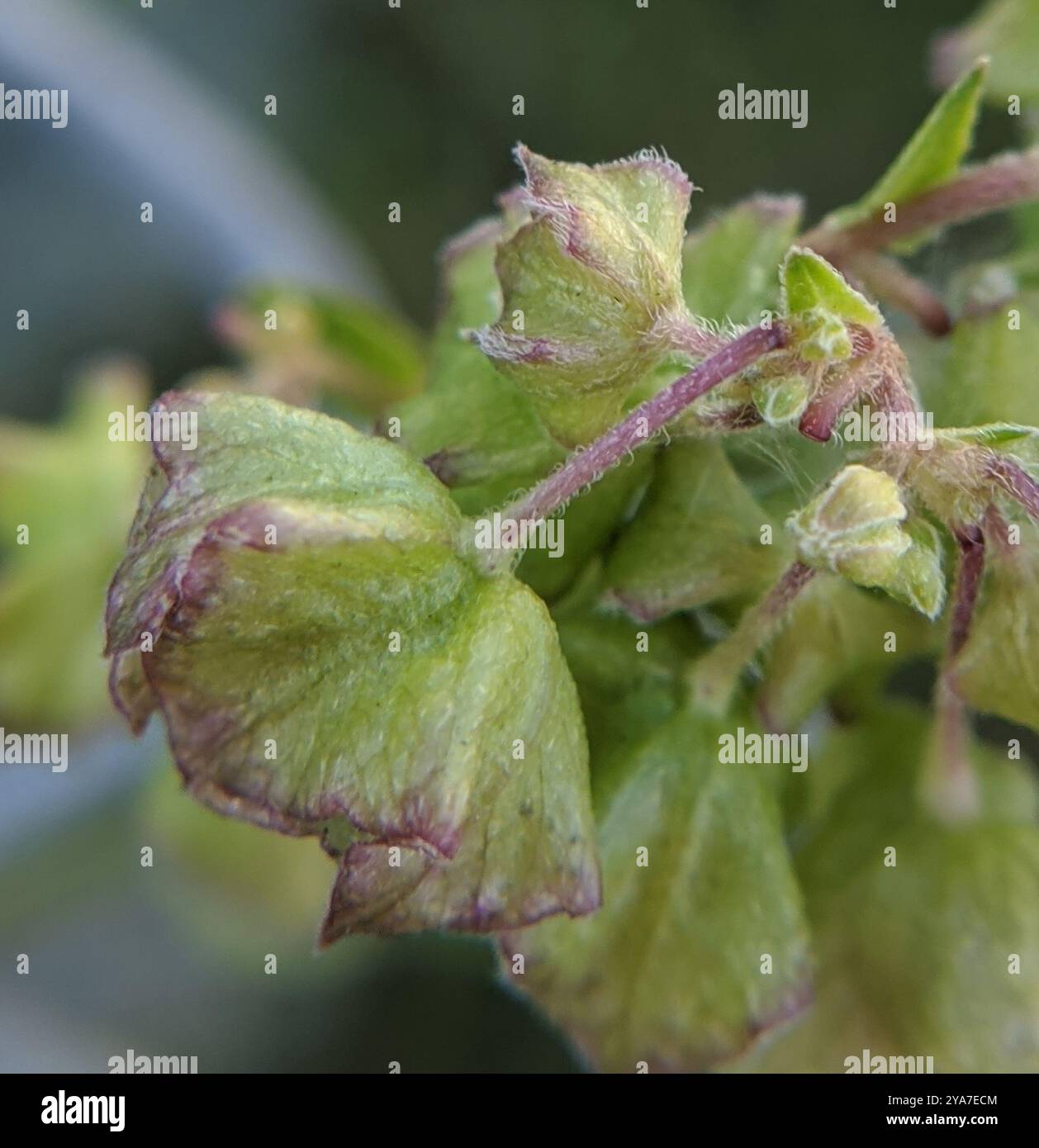 Wild Four o'Clock (Mirabilis nyctaginea) Plantae Stock Photo - Alamy