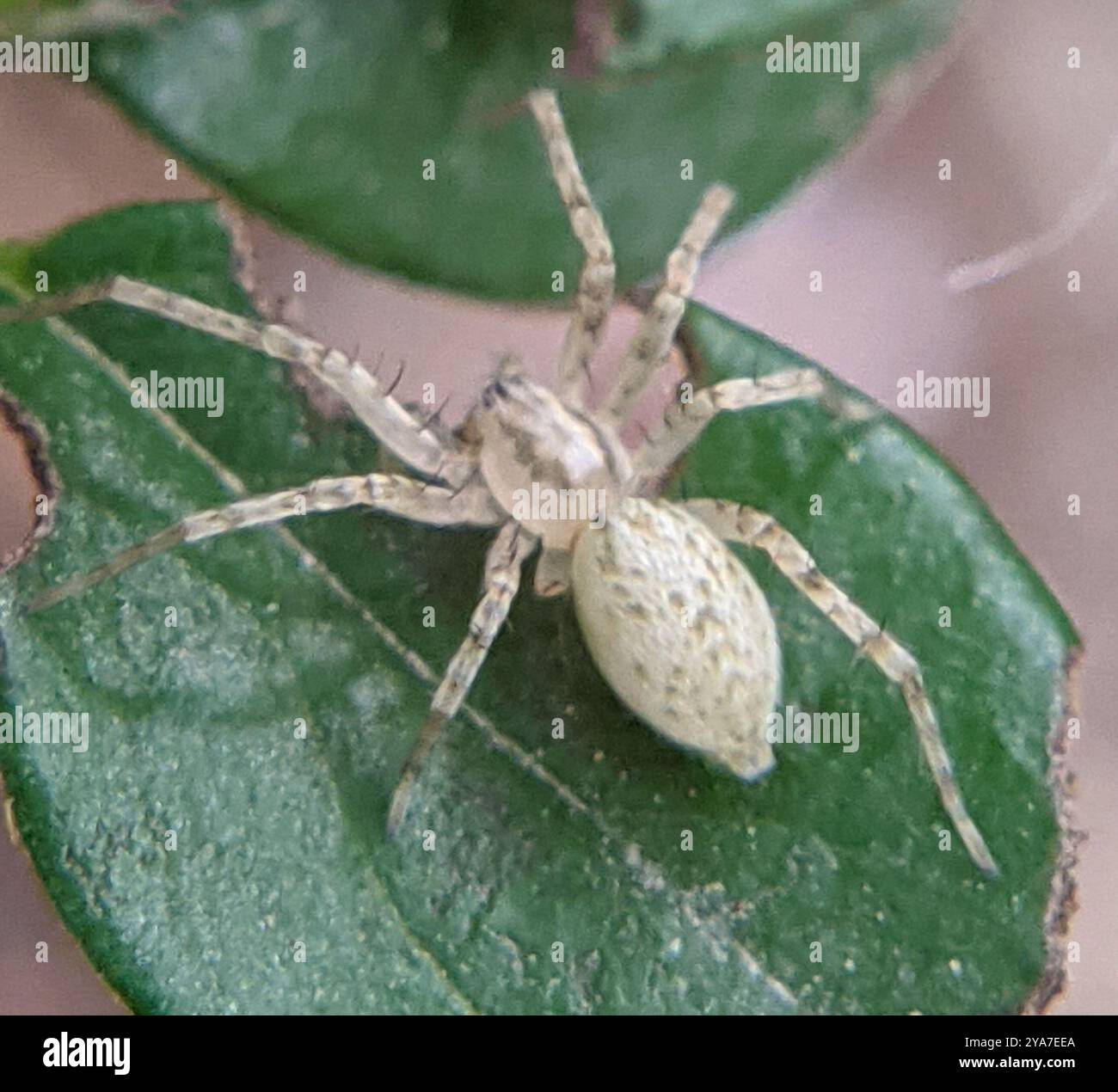 garden ghost spider (Hibana gracilis) Arachnida Stock Photo - Alamy
