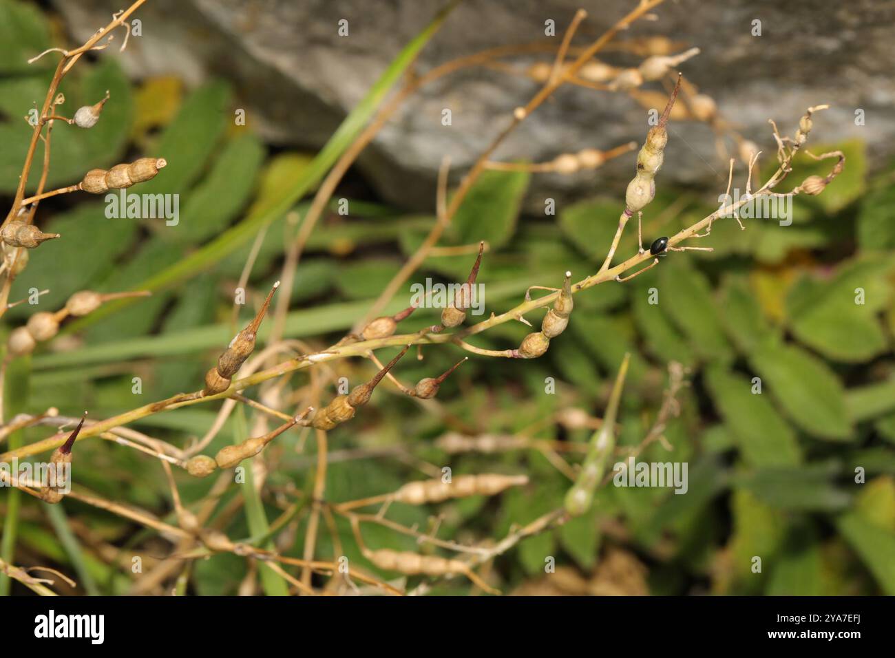 Wild radish (Raphanus raphanistrum) Plantae Stock Photo - Alamy