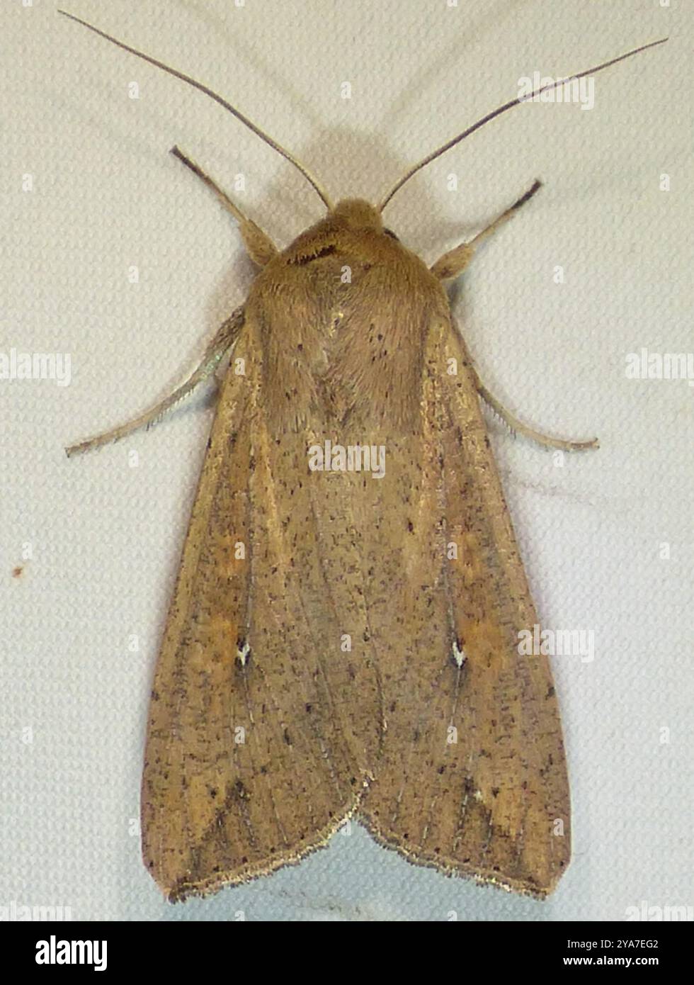 White-speck Moth (Mythimna unipuncta) Insecta Stock Photo - Alamy