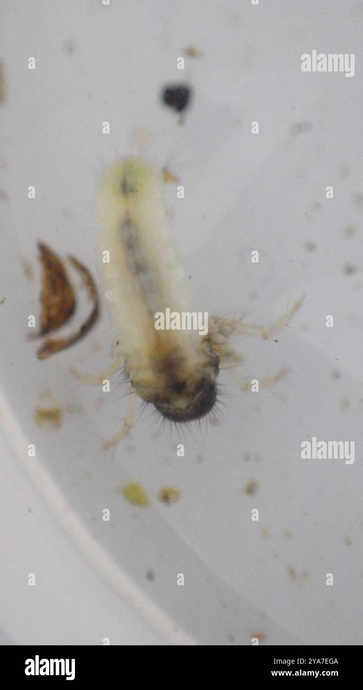 Bizarre Caddisflies (Lepidostomatidae) Insecta Stock Photo - Alamy