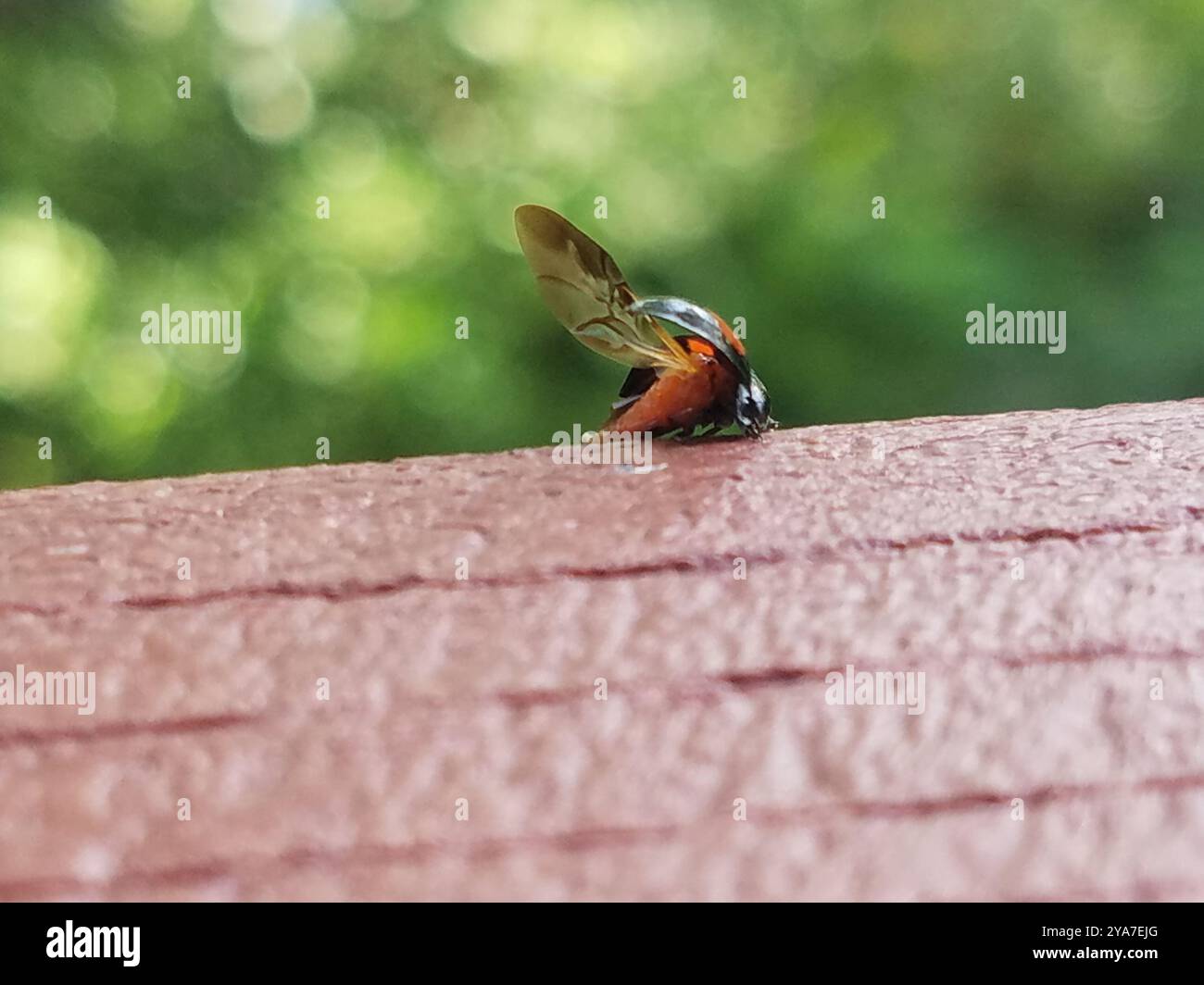 Cactus Lady Beetle (Chilocorus cacti) Insecta Stock Photo - Alamy