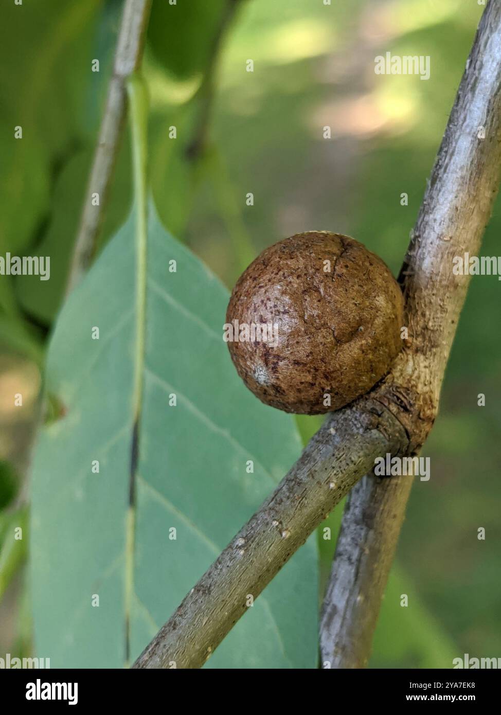 Round Bullet Gall Wasp (Disholcaspis quercusglobulus) Insecta Stock ...