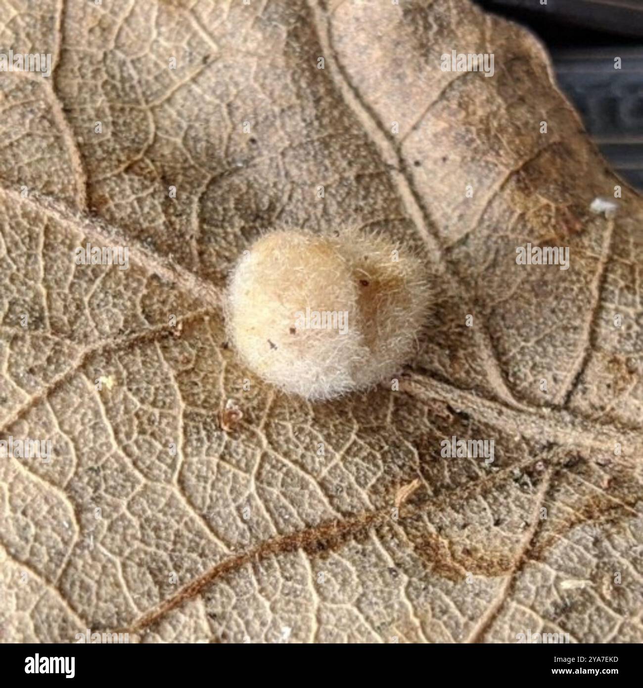 Oak Gall Wasps (Cynipini) Insecta Stock Photo - Alamy