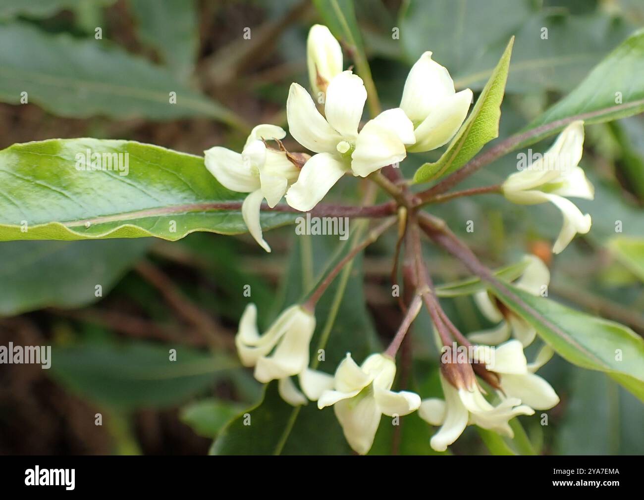 Australian Cheesewood (Pittosporum undulatum) Plantae Stock Photo - Alamy