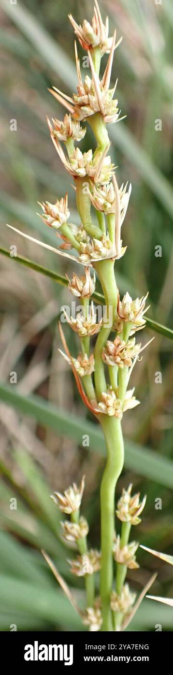 Spiny-headed Mat-rush (Lomandra longifolia) Plantae Stock Photo - Alamy