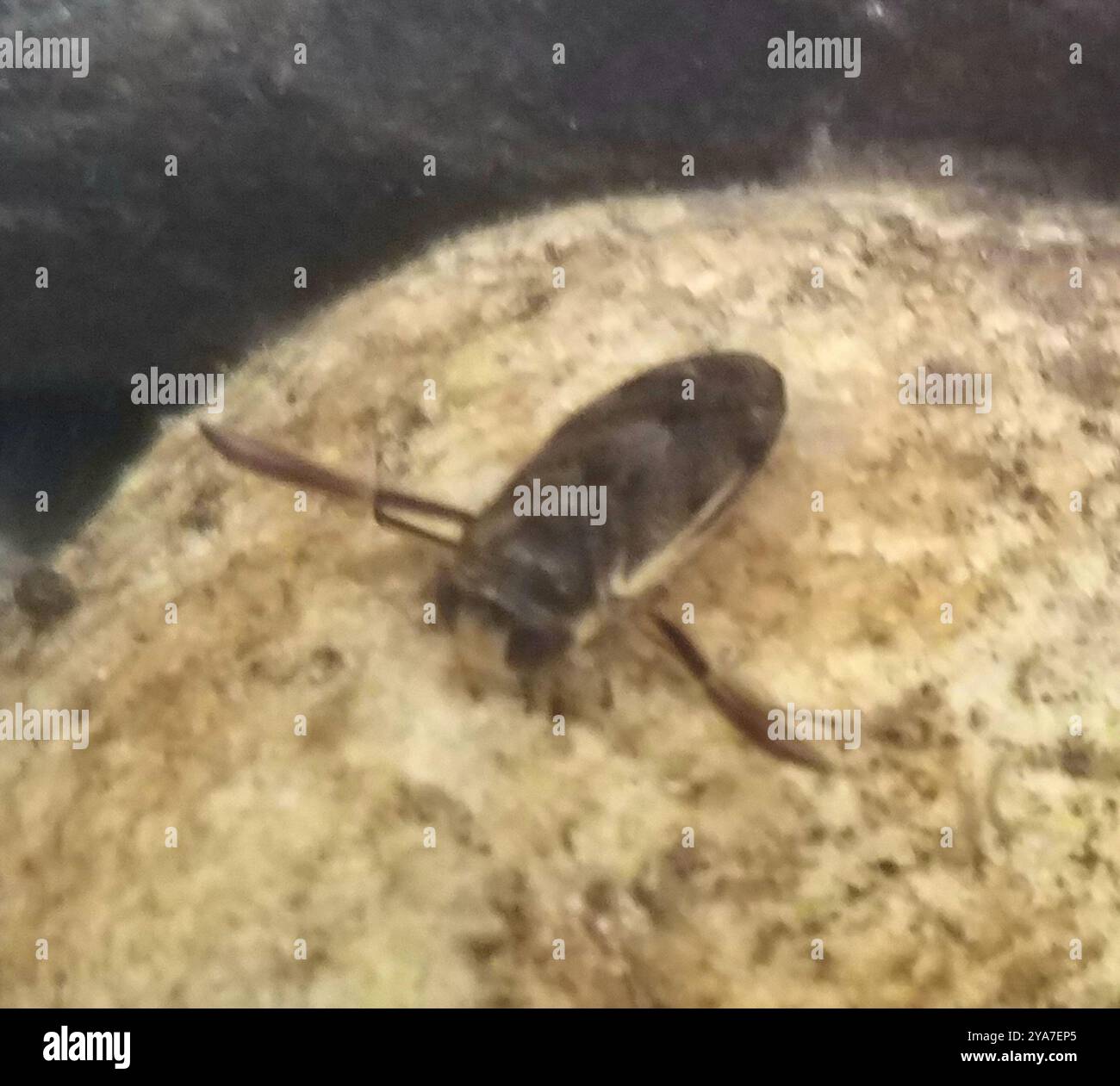 Water Boatmen (Corixidae) Insecta Stock Photo - Alamy