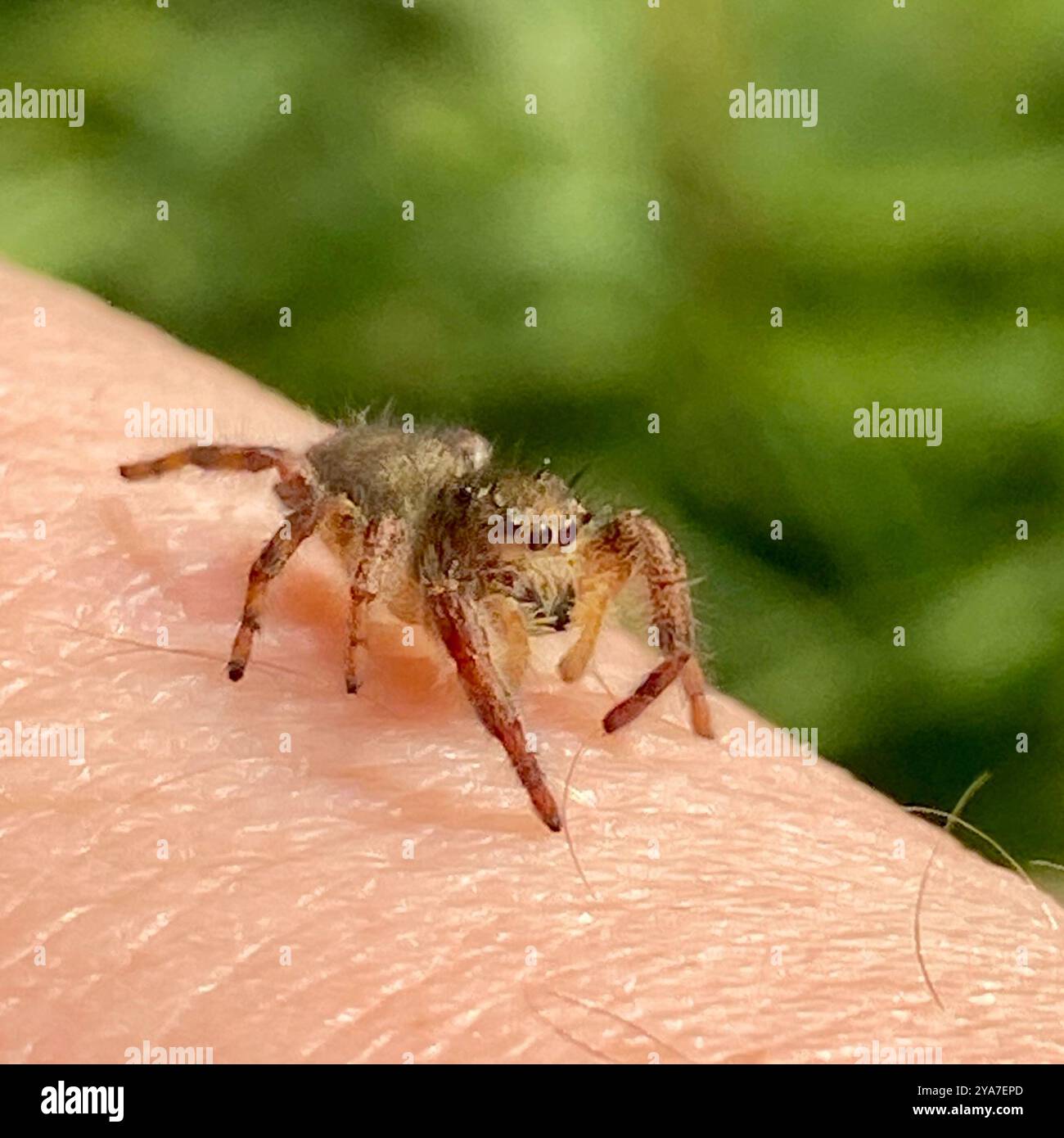 Grayish Jumping Spider (Phidippus princeps) Arachnida Stock Photo - Alamy