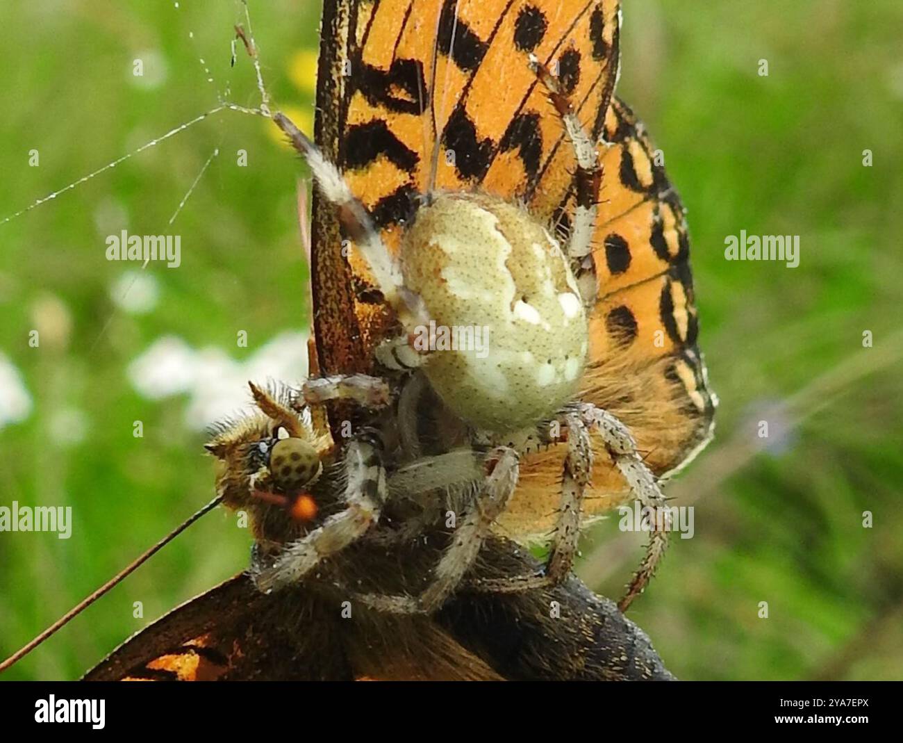 Four-spot Orbweaver (Araneus quadratus) Arachnida Stock Photo - Alamy