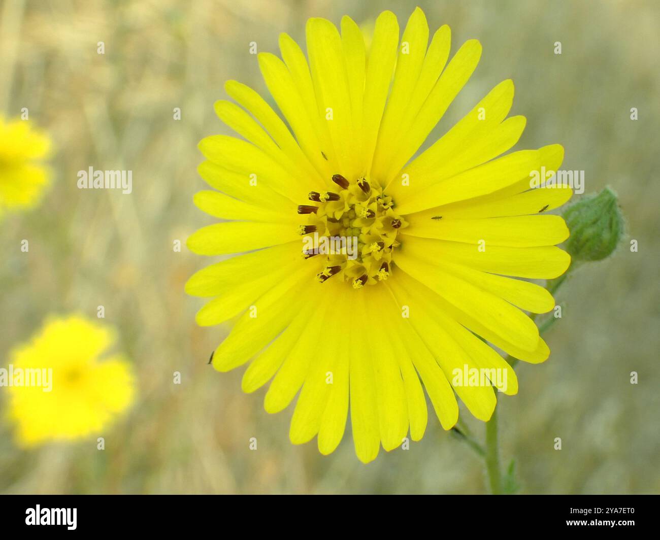 Common Madia (Madia elegans) Plantae Stock Photo - Alamy