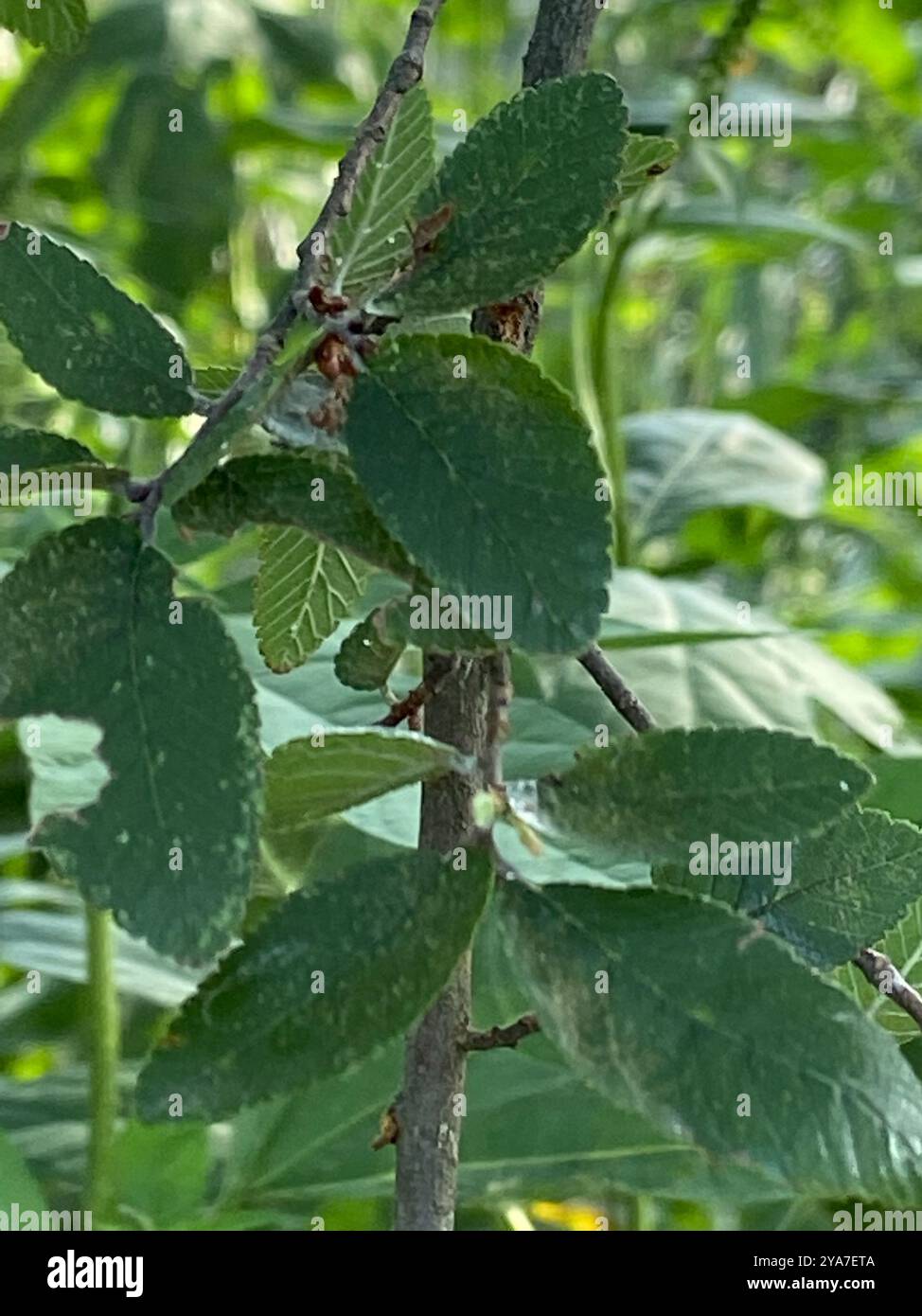 Cedar Elm (Ulmus crassifolia) Plantae Stock Photo - Alamy