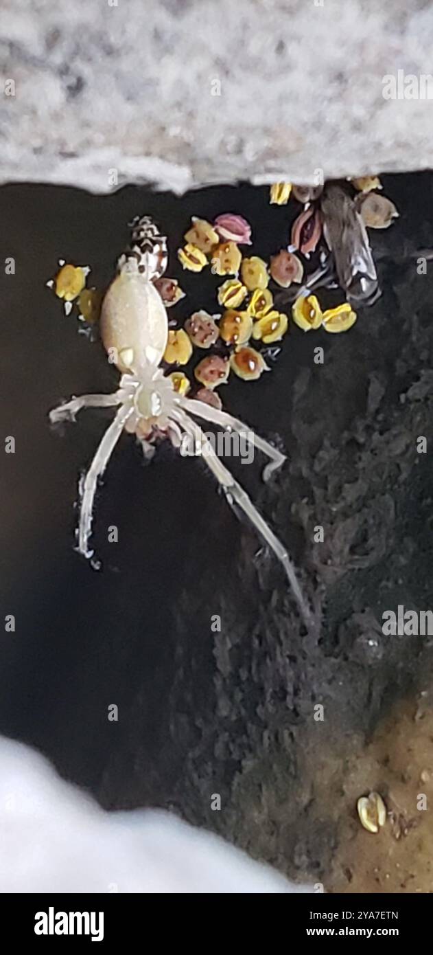 Northern Yellow Sac Spider (Cheiracanthium mildei) Arachnida Stock ...