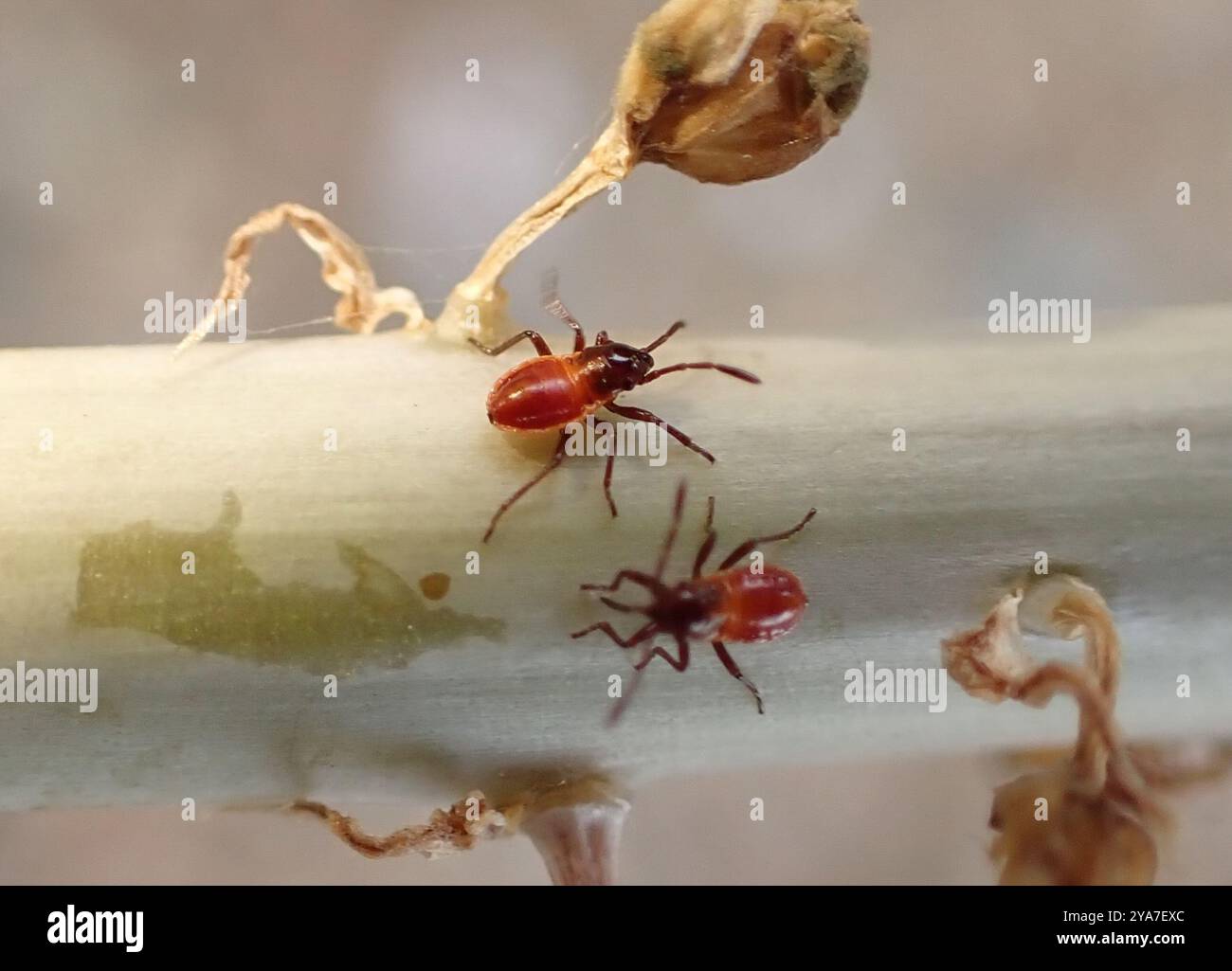 Mediterranean red bug (Scantius aegyptius) Insecta Stock Photo - Alamy