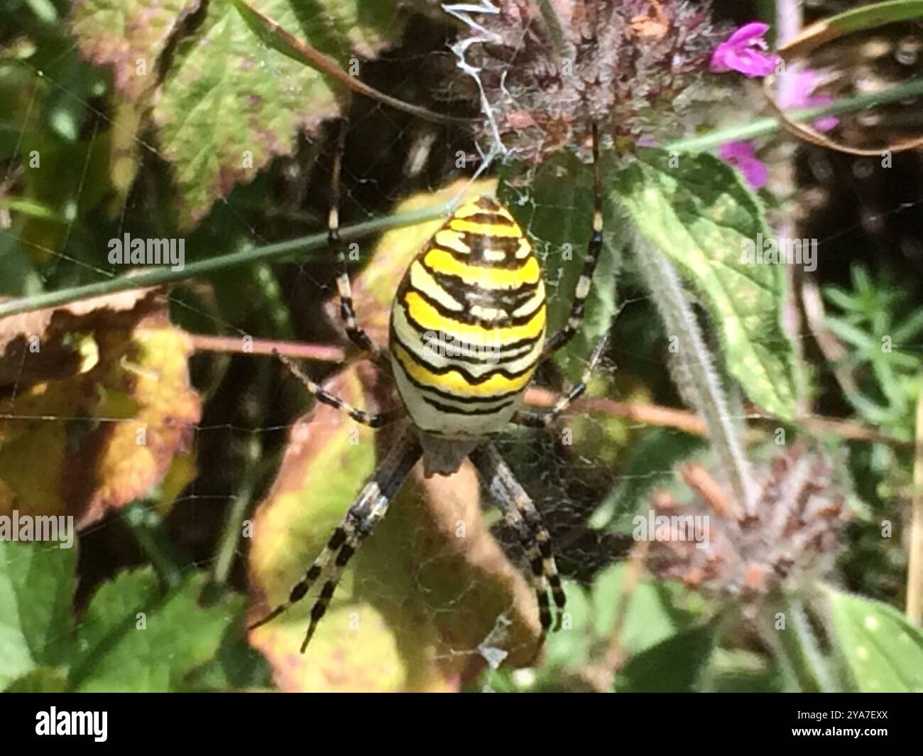 Wasp Spider (Argiope bruennichi) Arachnida Stock Photo - Alamy