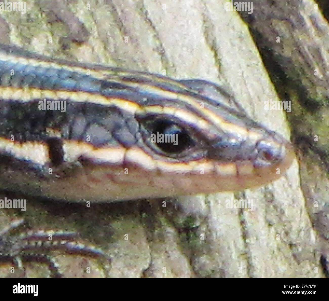 Common Five-lined Skink (Plestiodon fasciatus) Reptilia Stock Photo - Alamy
