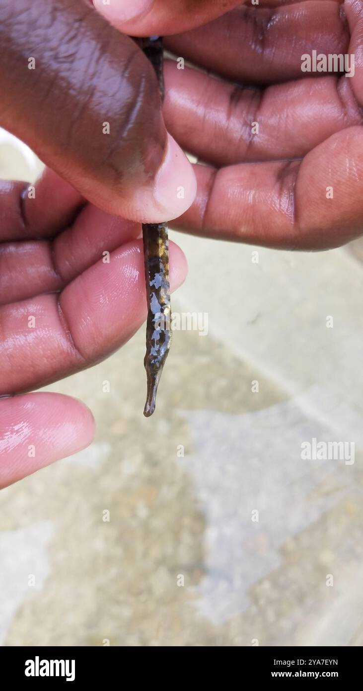 Northern Pipefish (Syngnathus fuscus) Actinopterygii Stock Photo - Alamy