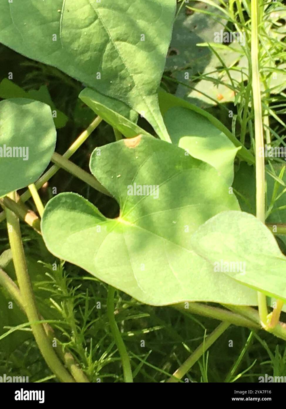 red morning glory (Ipomoea coccinea) Plantae Stock Photo - Alamy