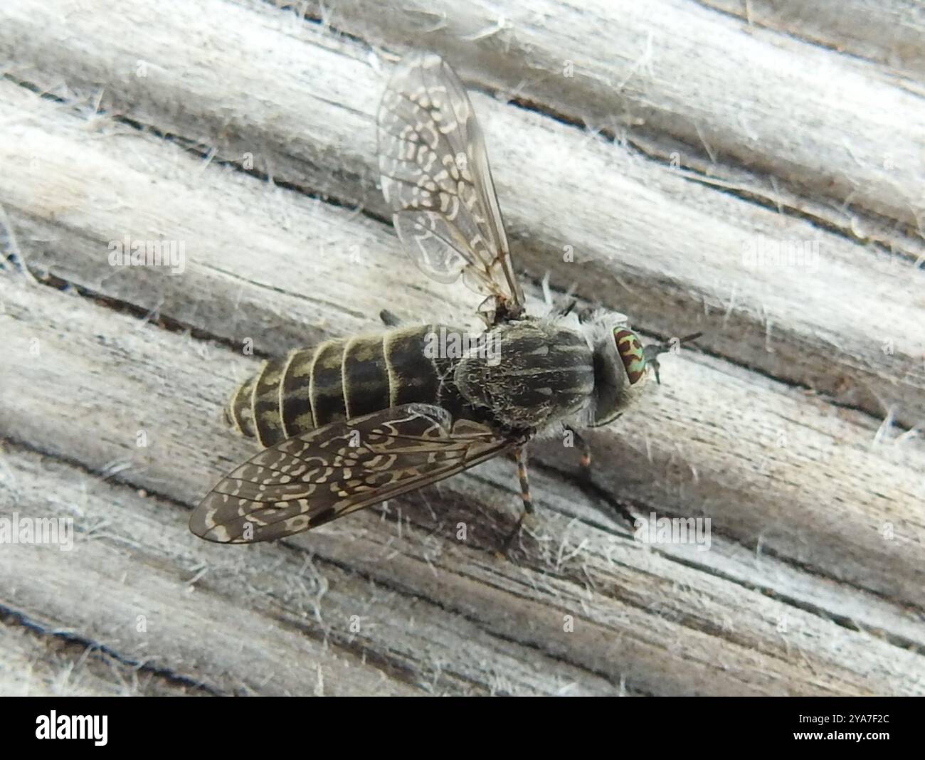 Notch-horned Cleg (Haematopota pluvialis) Insecta Stock Photo - Alamy