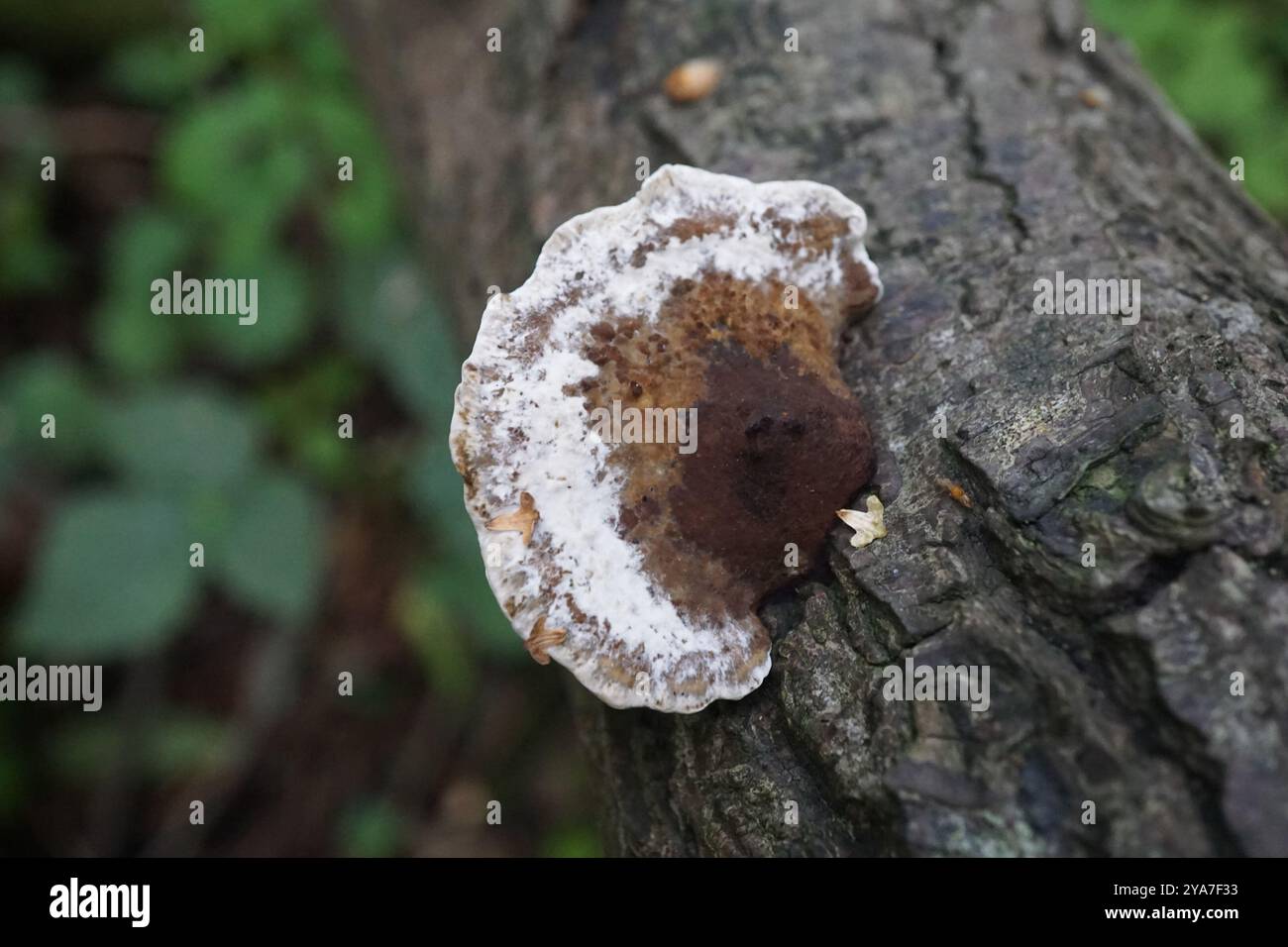 Thin-walled Maze Polypore (Daedaleopsis confragosa) Fungi Stock Photo - Alamy