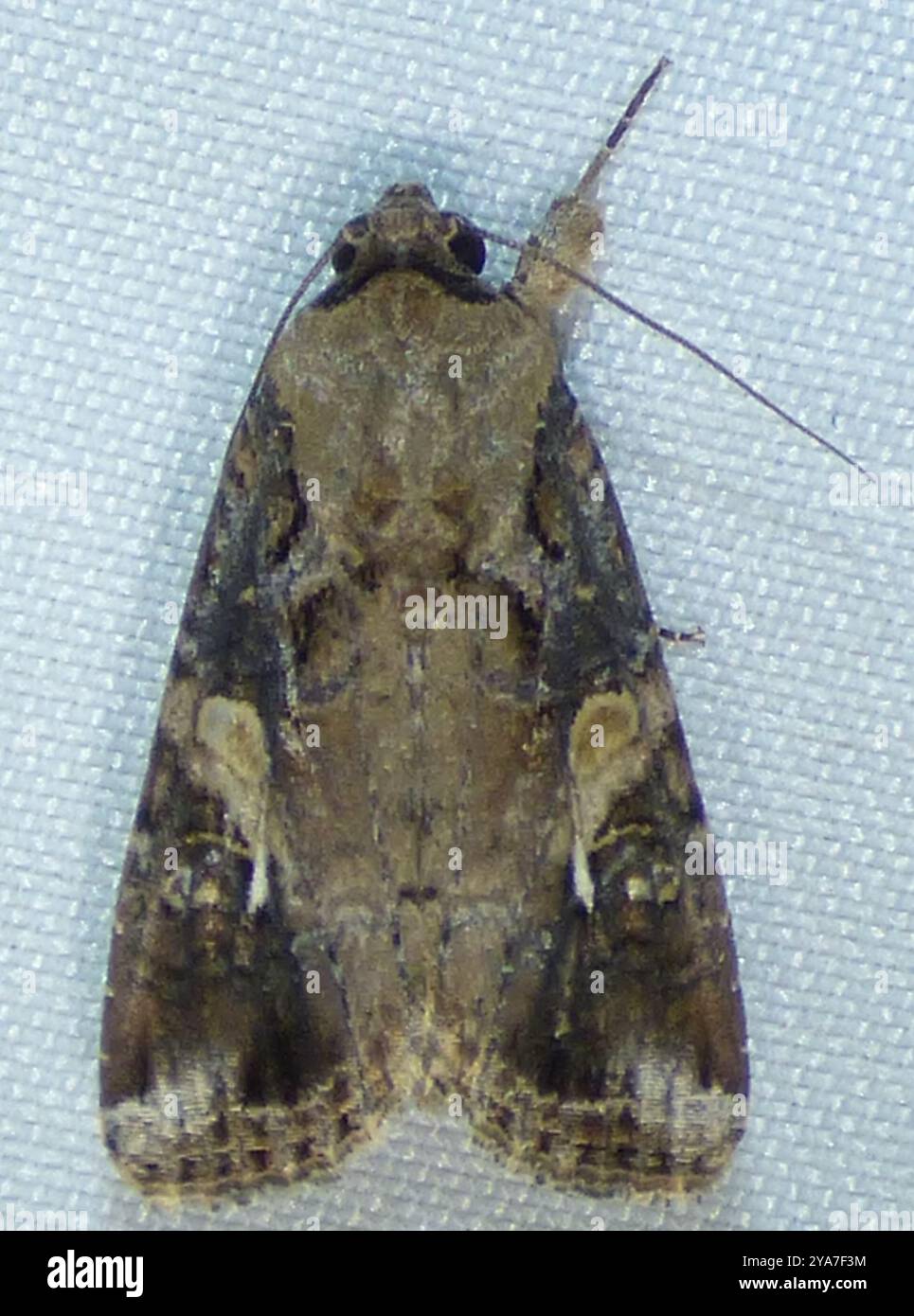 Fall Armyworm Moth (Spodoptera frugiperda) Insecta Stock Photo - Alamy