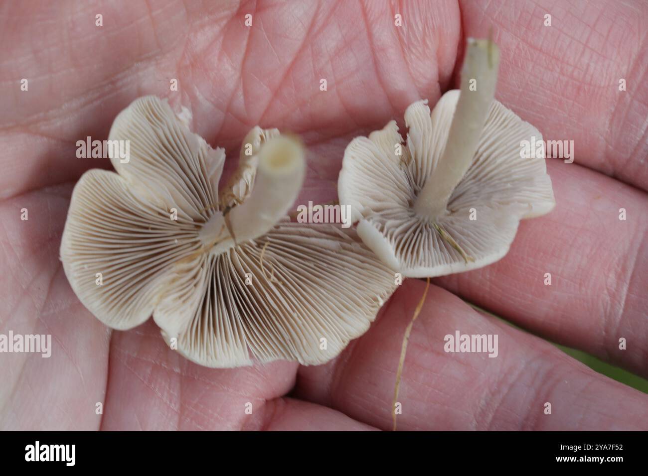 Pale Brittlestem (Candolleomyces candolleanus) Fungi Stock Photo - Alamy