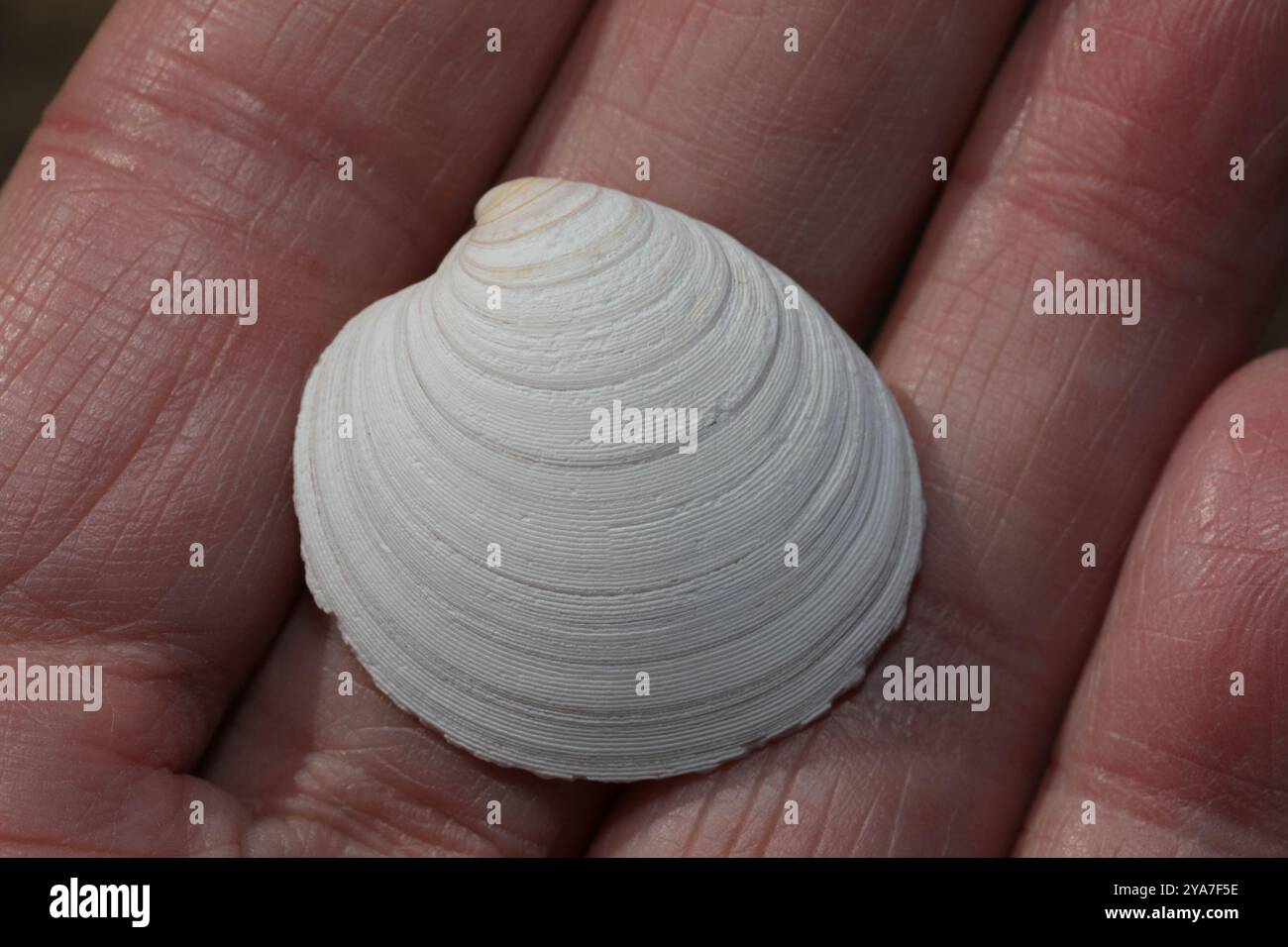 Dosinia exoleta hi-res stock photography and images - Alamy