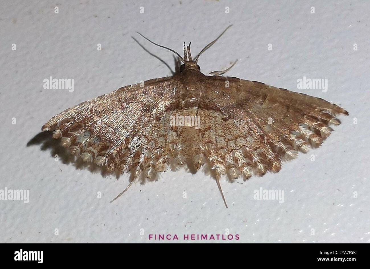 Many-plumed Moths (Alucitidae) Insecta Stock Photo - Alamy