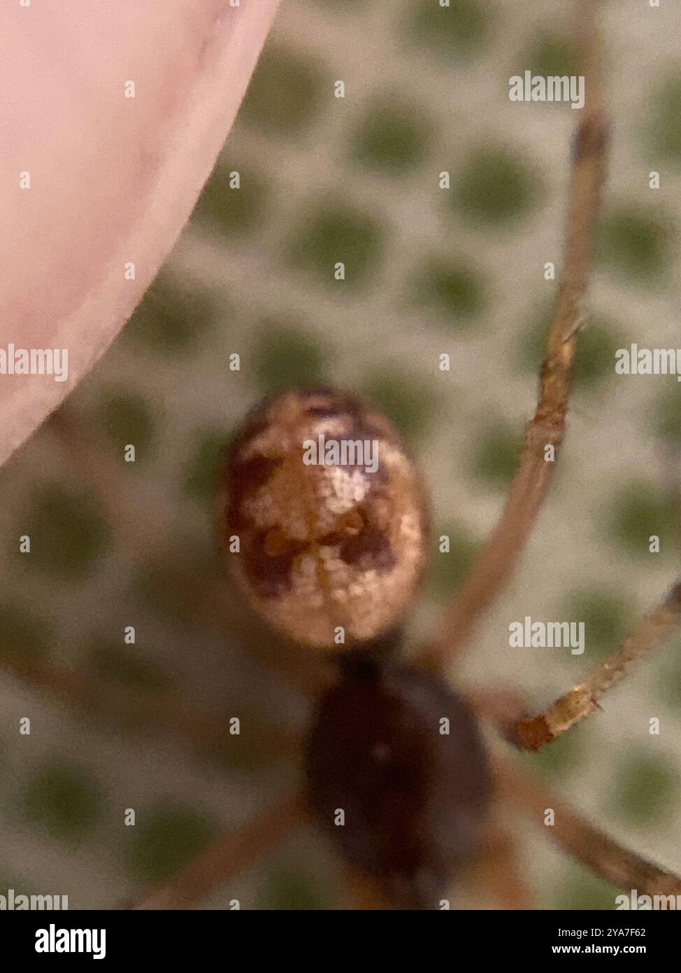 Triangulate Combfoot (Steatoda triangulosa) Arachnida Stock Photo - Alamy