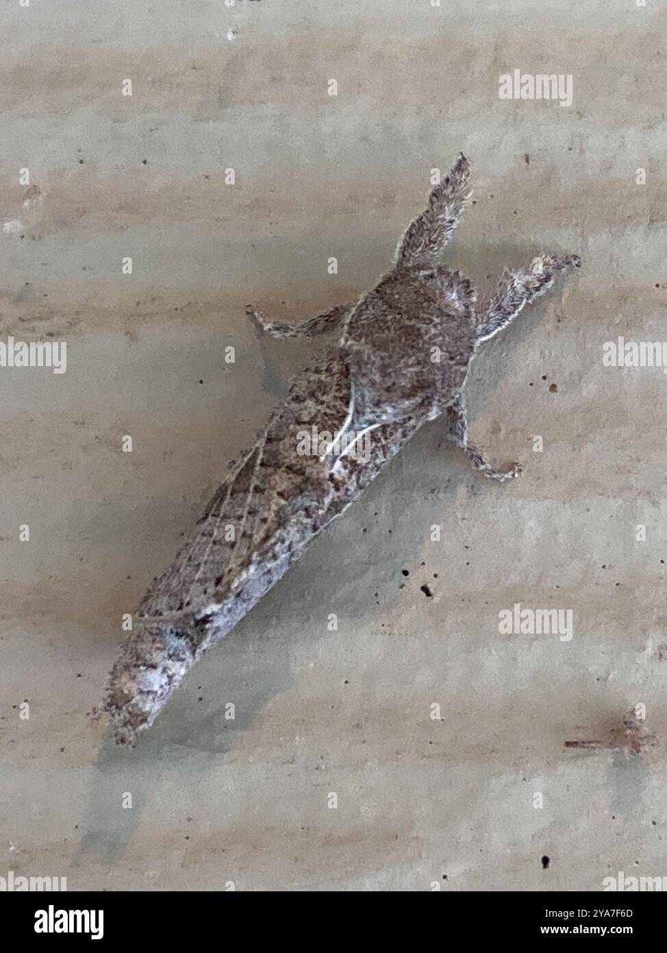 Carpenterworm moth hi-res stock photography and images - Alamy
