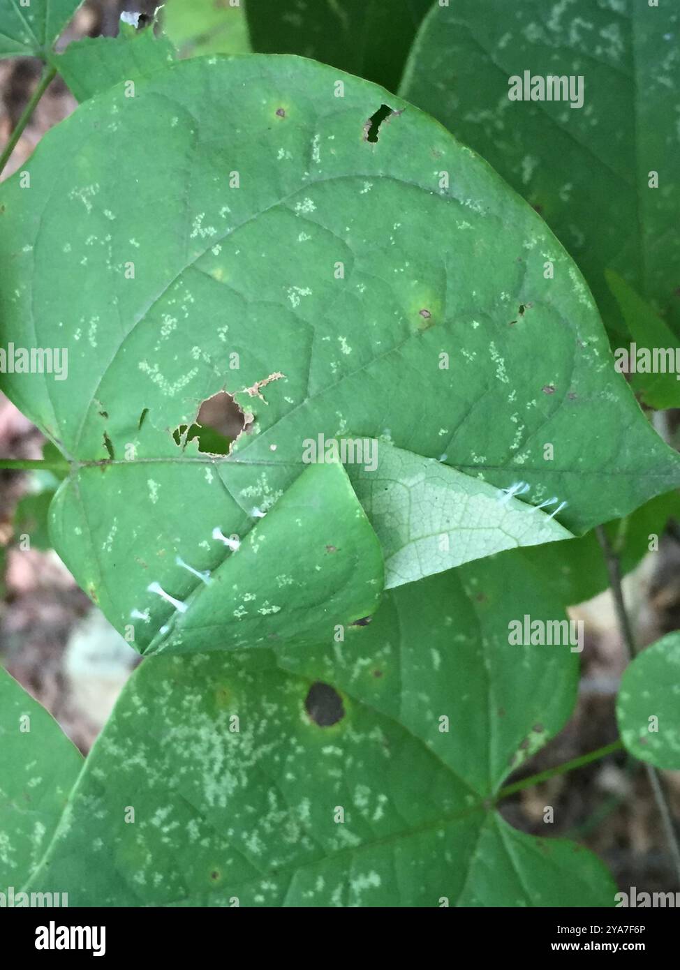 Redbud Leaffolder Moth (Fascista cercerisella) Insecta Stock Photo - Alamy