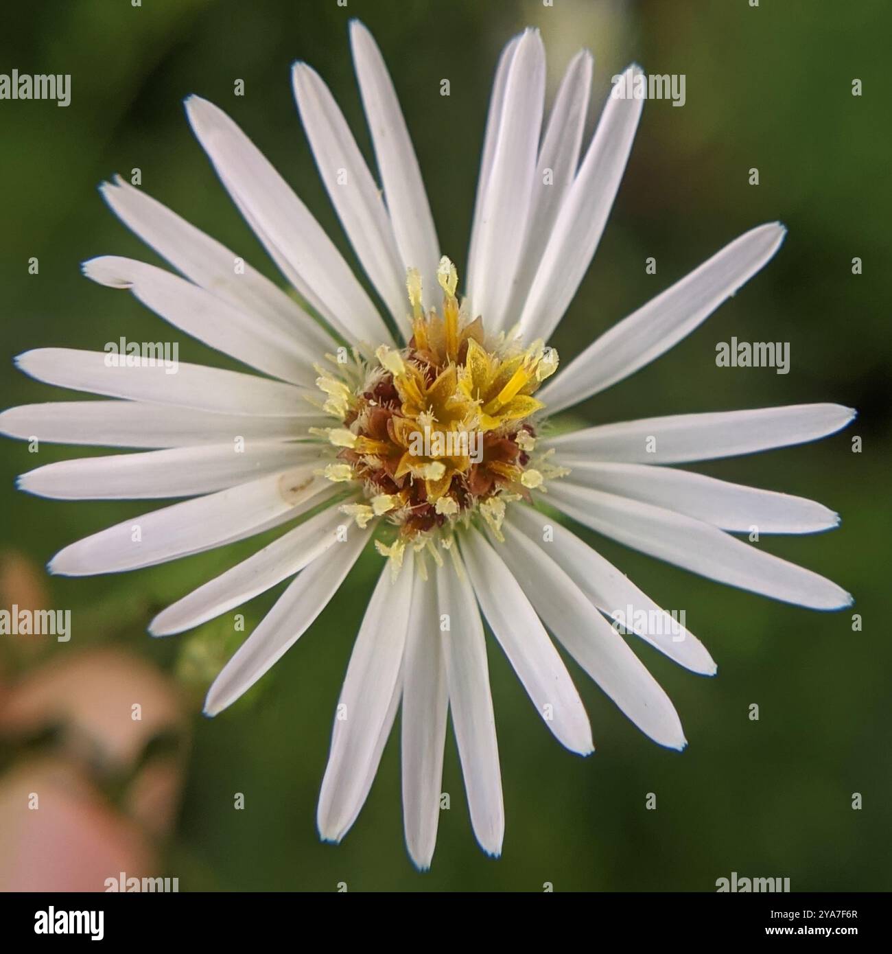 panicled aster (Symphyotrichum lanceolatum) Plantae Stock Photo - Alamy