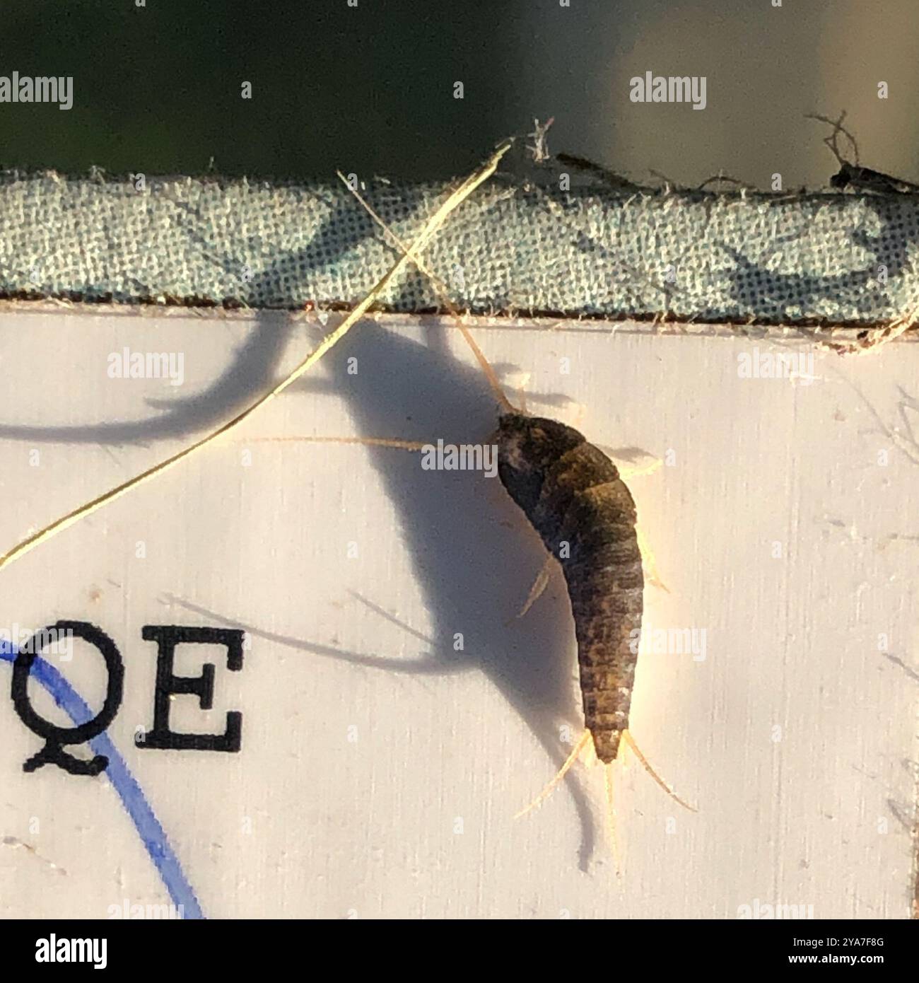 Common Silverfish (Lepisma saccharinum) Insecta Stock Photo - Alamy