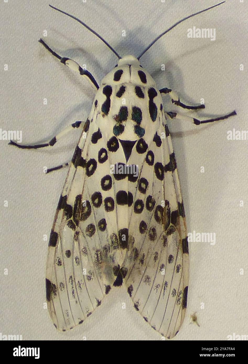 Giant Leopard Moth (Hypercompe scribonia) Insecta Stock Photo - Alamy