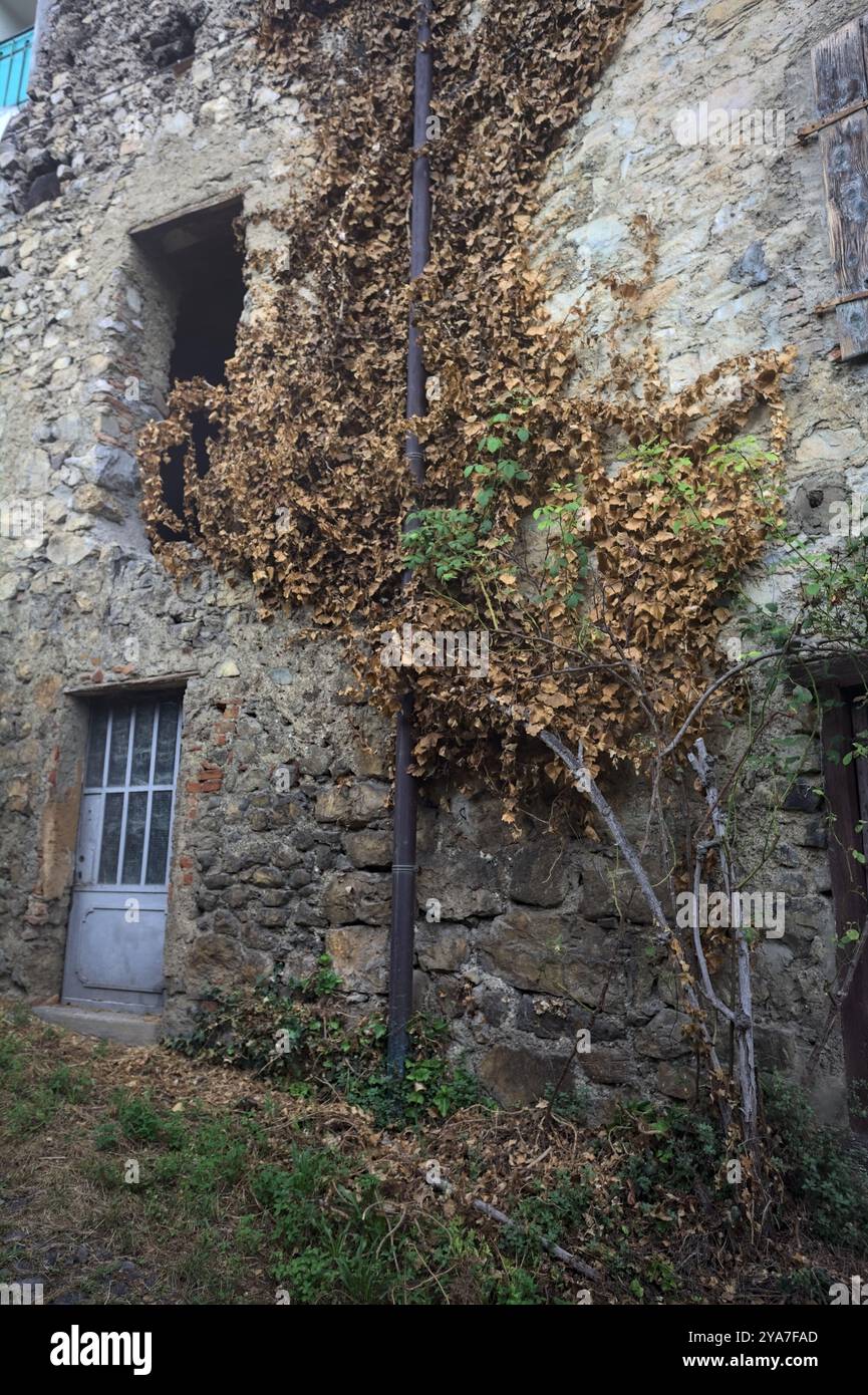 Facade of an abandoned stone house with a withered creeper plant over ...