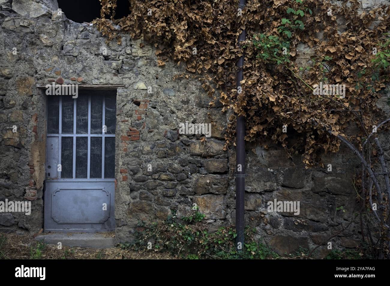 Facade of an abandoned stone house with a withered creeper plant over ...