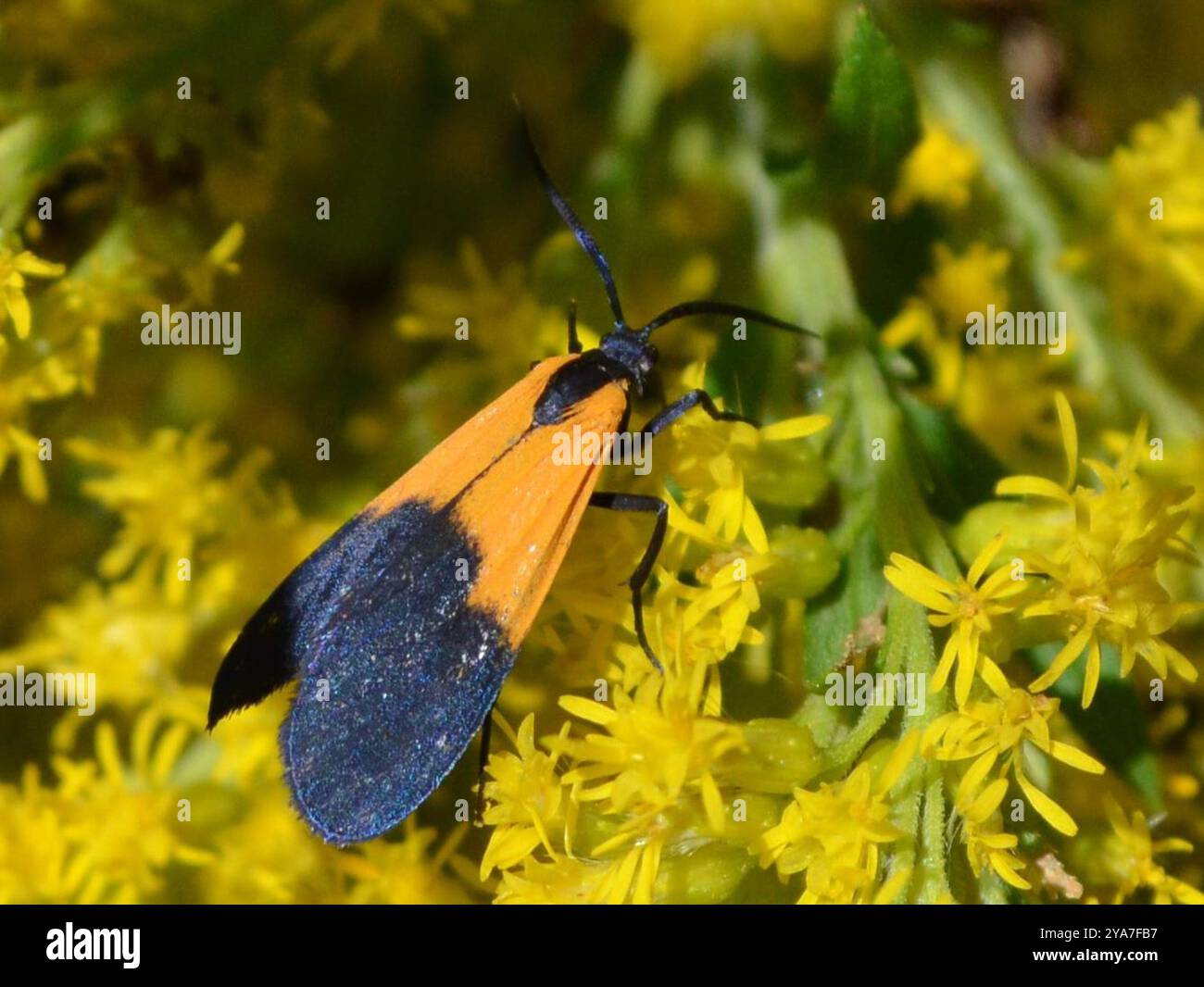Black-and-yellow Lichen Moth (Lycomorpha pholus) Insecta Stock Photo ...