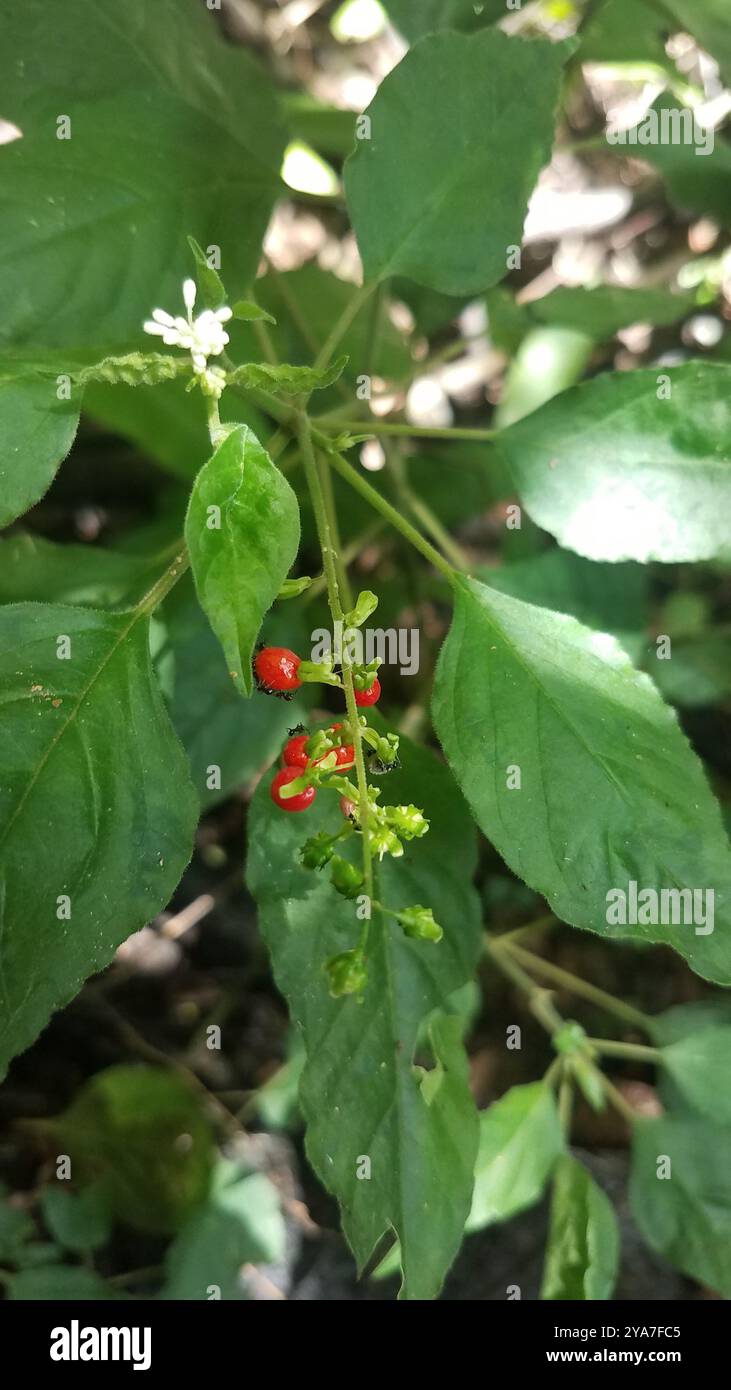pigeonberry (Rivina humilis) Plantae Stock Photo - Alamy
