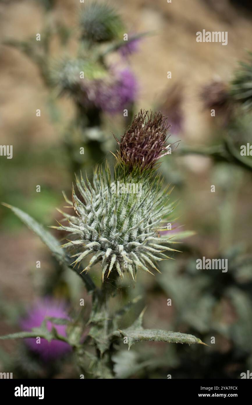 Bull Thistle (Cirsium vulgare) Plantae Stock Photo - Alamy