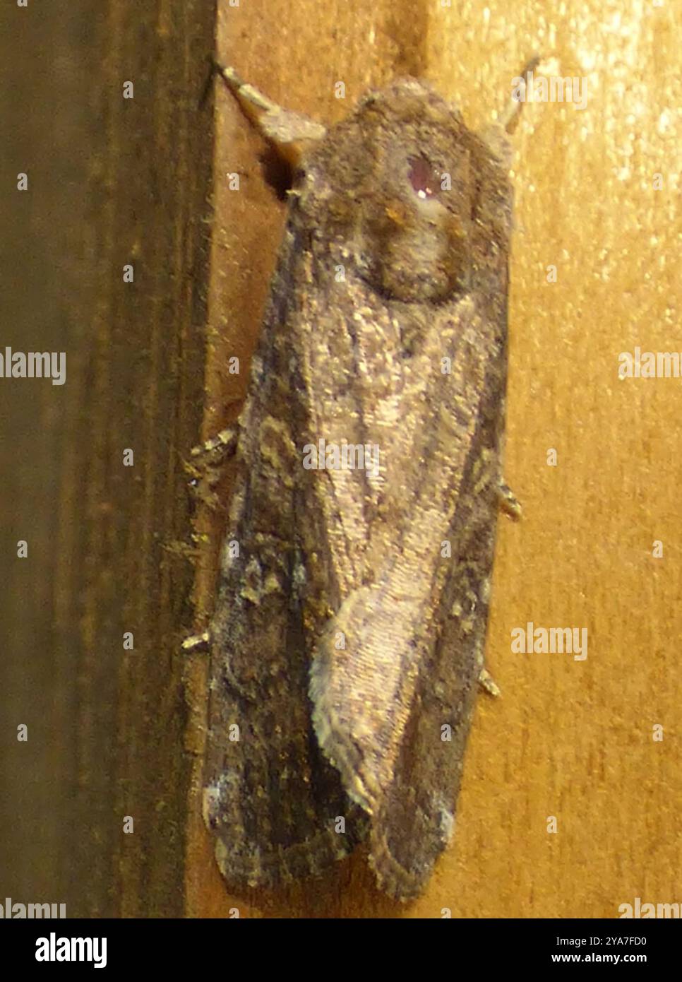 Fall Armyworm Moth (Spodoptera frugiperda) Insecta Stock Photo - Alamy