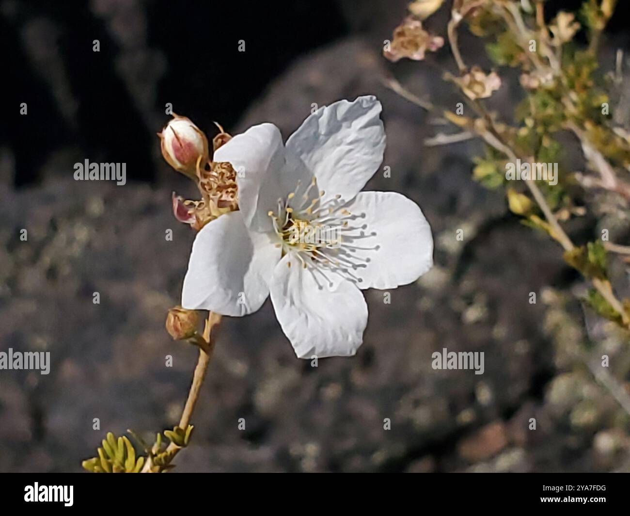 Apache plume (Fallugia paradoxa) Plantae Stock Photo - Alamy