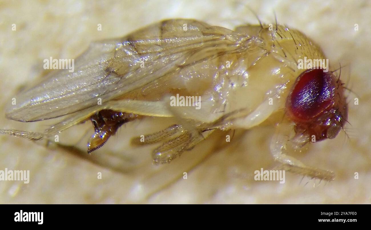 Spotted-winged Drosophila (Drosophila suzukii) Insecta Stock Photo - Alamy