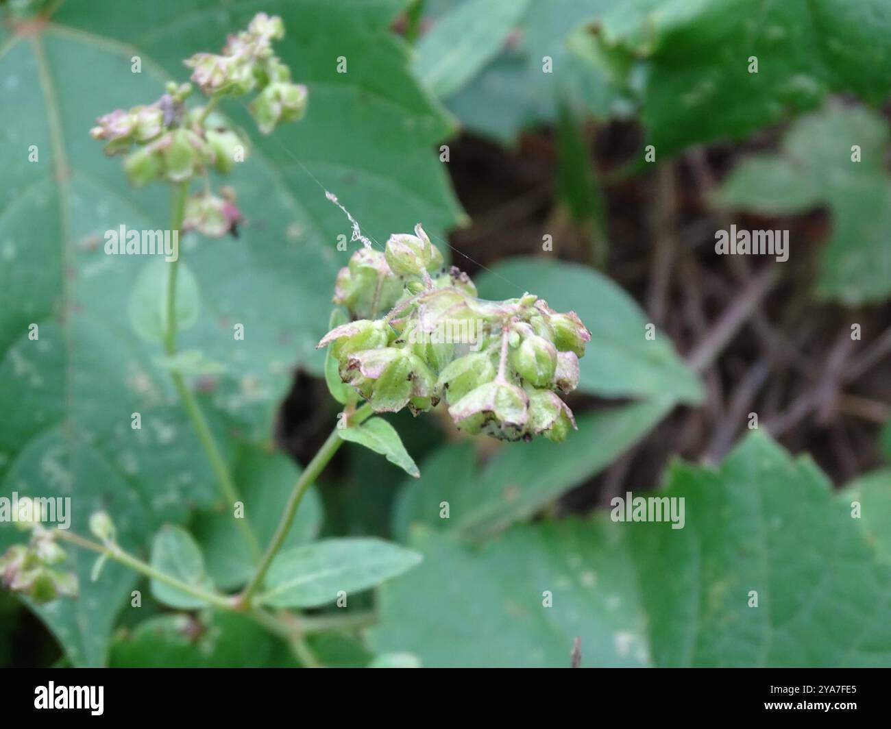 Wild Four o'Clock (Mirabilis nyctaginea) Plantae Stock Photo - Alamy