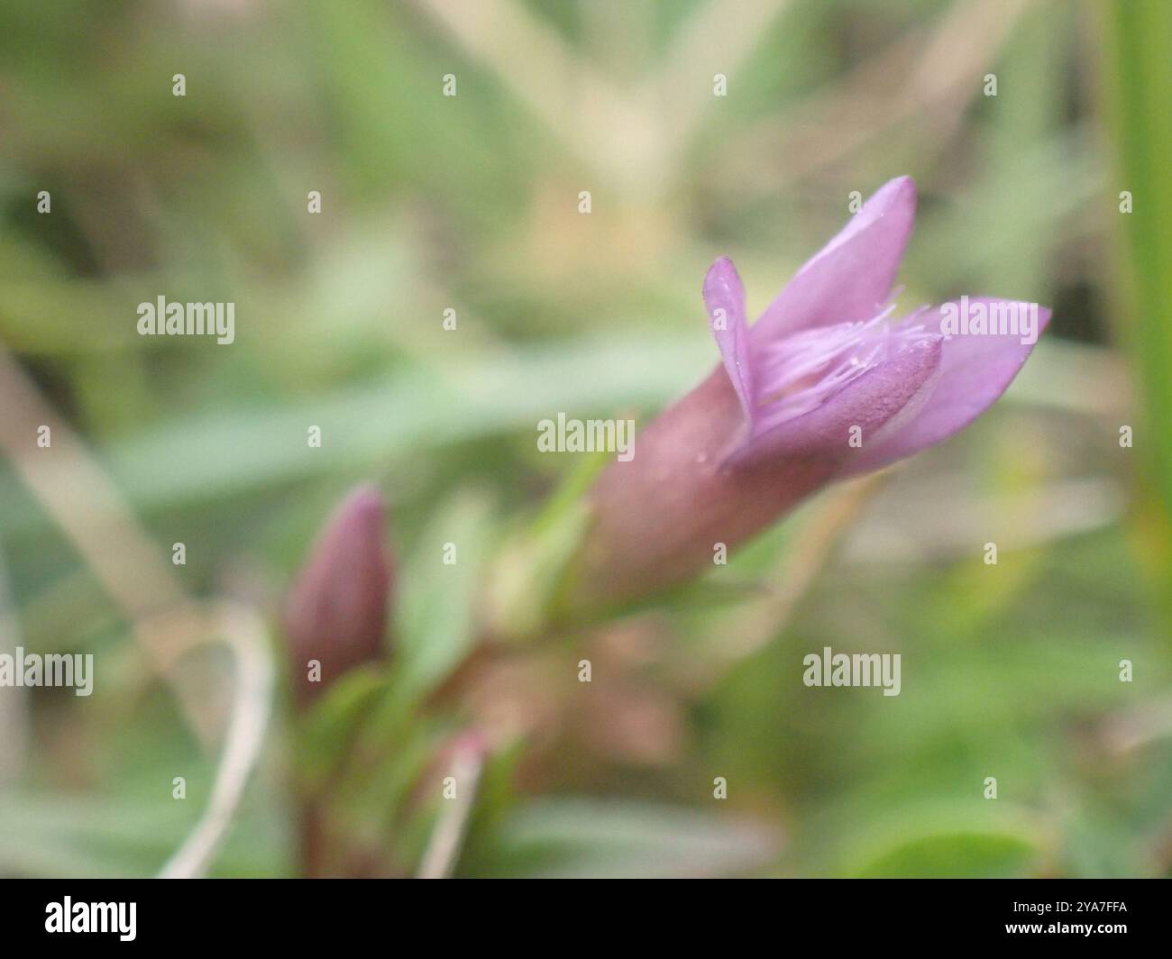 (Gentianella amarella amarella) Plantae Stock Photo - Alamy