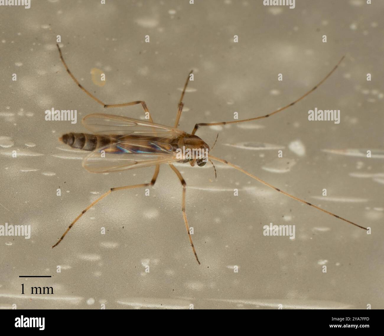Non-biting Midges (Chironomidae) Insecta Stock Photo - Alamy