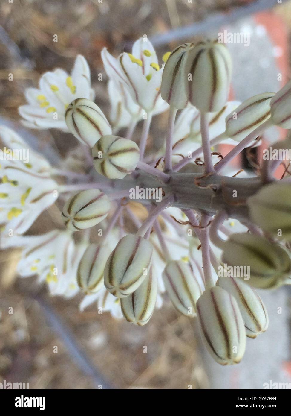 sea squill (Drimia maritima) Plantae Stock Photo - Alamy
