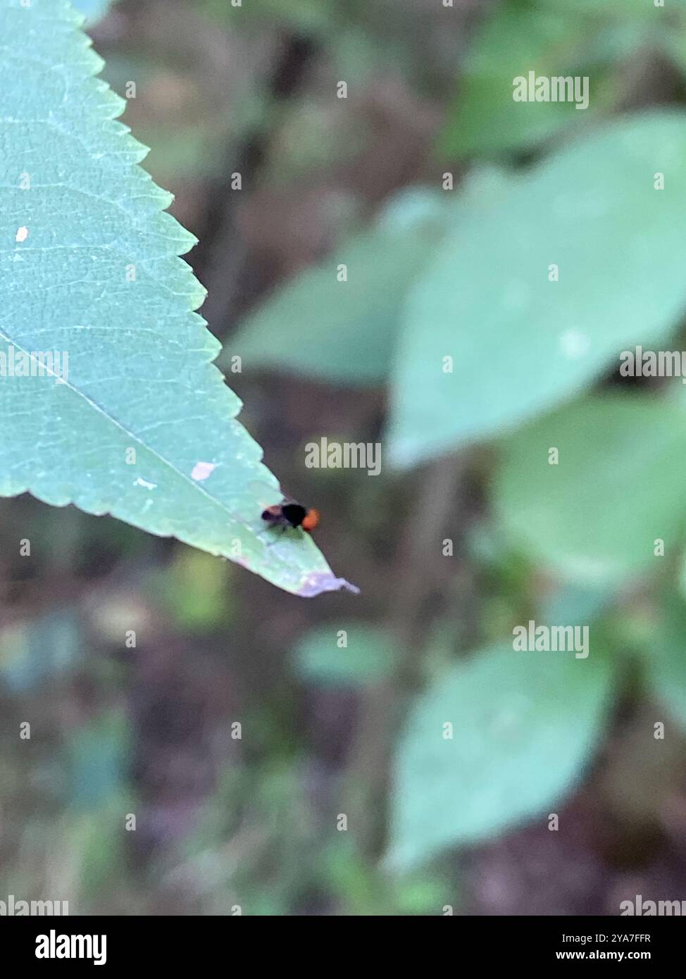 Flat-footed Flies (Platypezidae) Insecta Stock Photo - Alamy