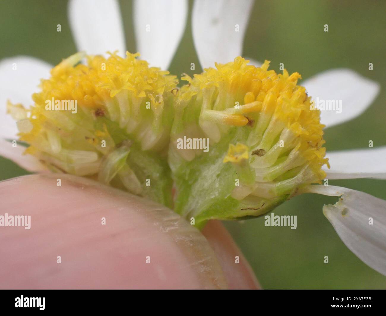 scentless mayweed (Tripleurospermum inodorum) Plantae Stock Photo - Alamy