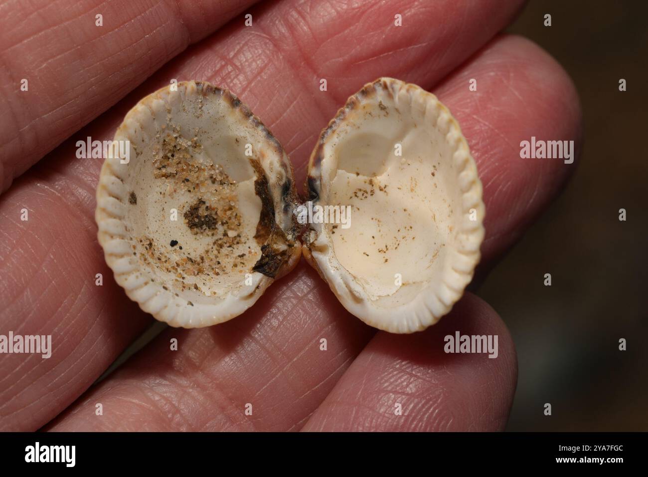Common Cockle (Cerastoderma edule) Mollusca Stock Photo - Alamy