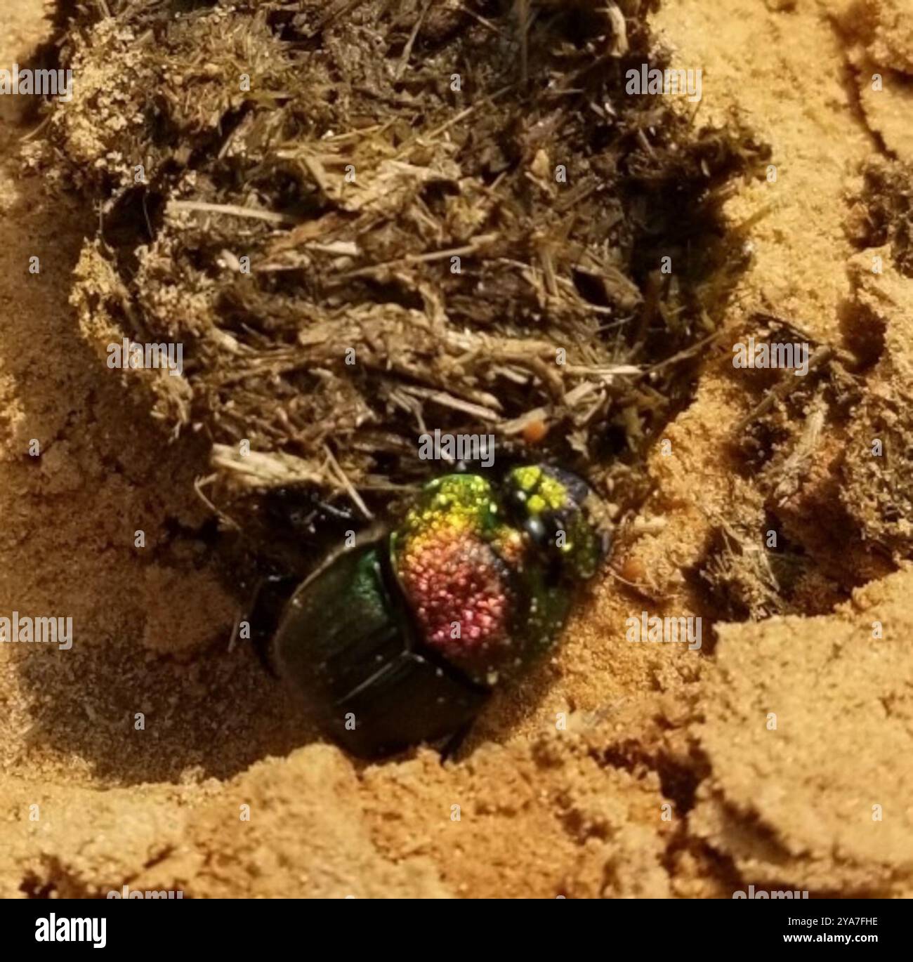 Rainbow Scarab (Phanaeus vindex) Insecta Stock Photo - Alamy