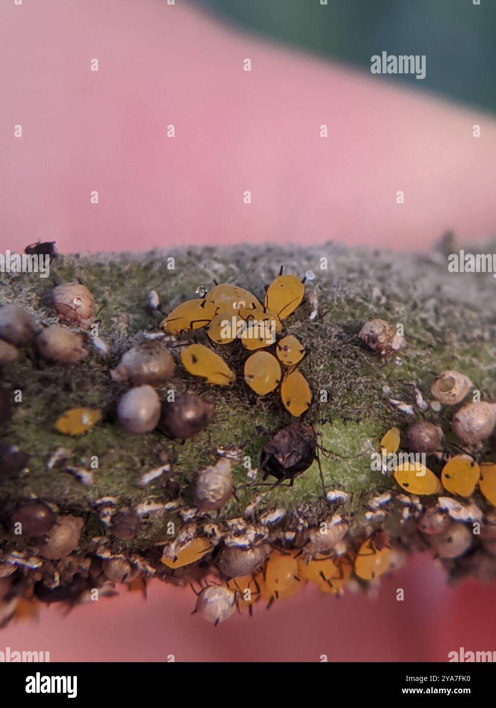 Oleander Aphid (Aphis nerii) Insecta Stock Photo - Alamy